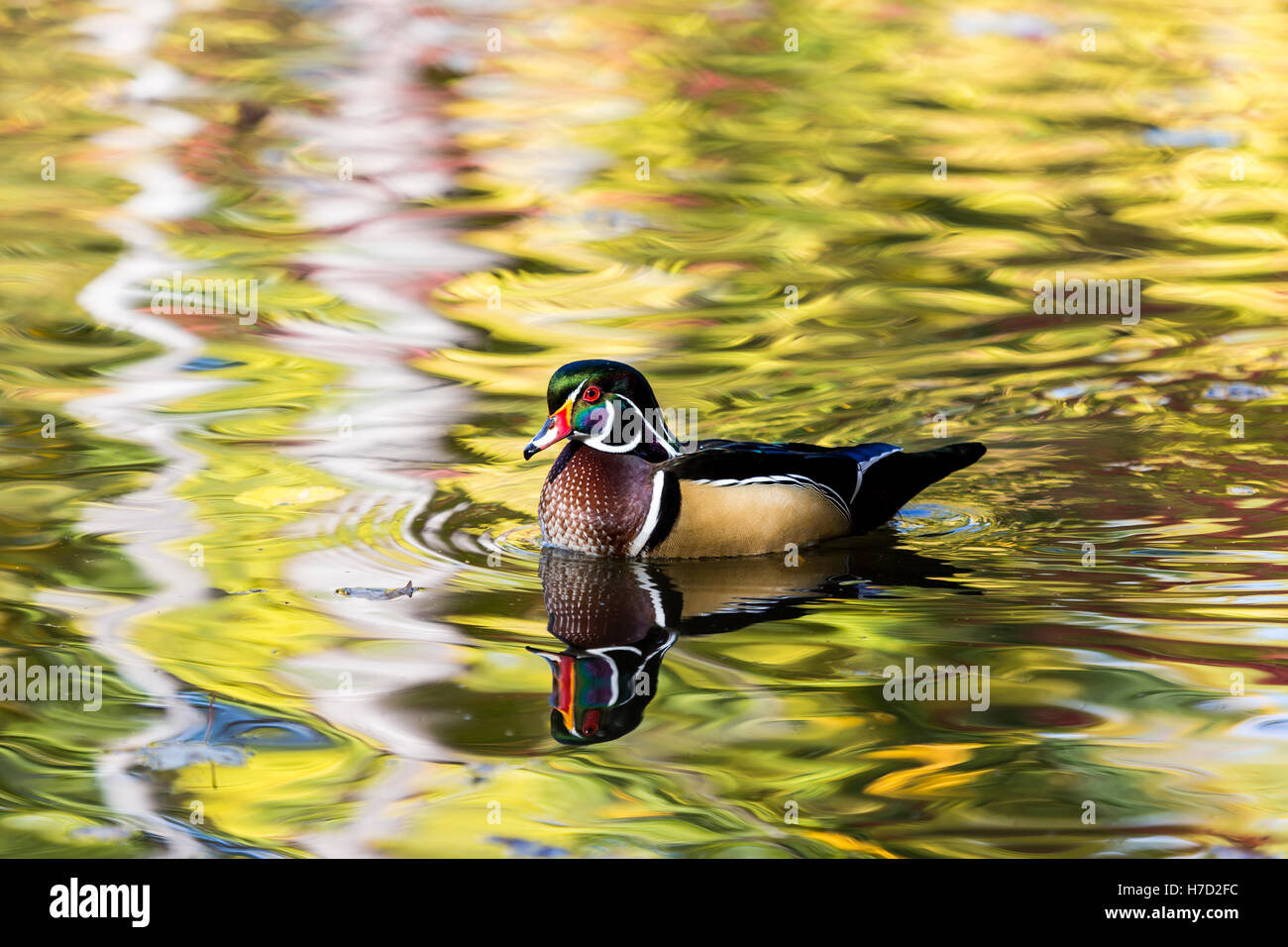 Wood duck male or Carolina duck is a species of perching duck found in ...