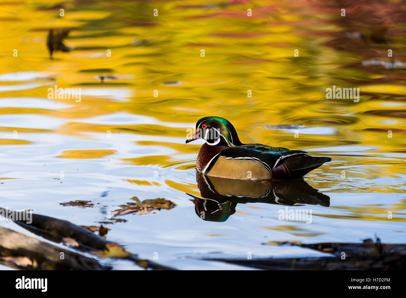 Wood duck male or Carolina duck is a species of perching duck found in ...