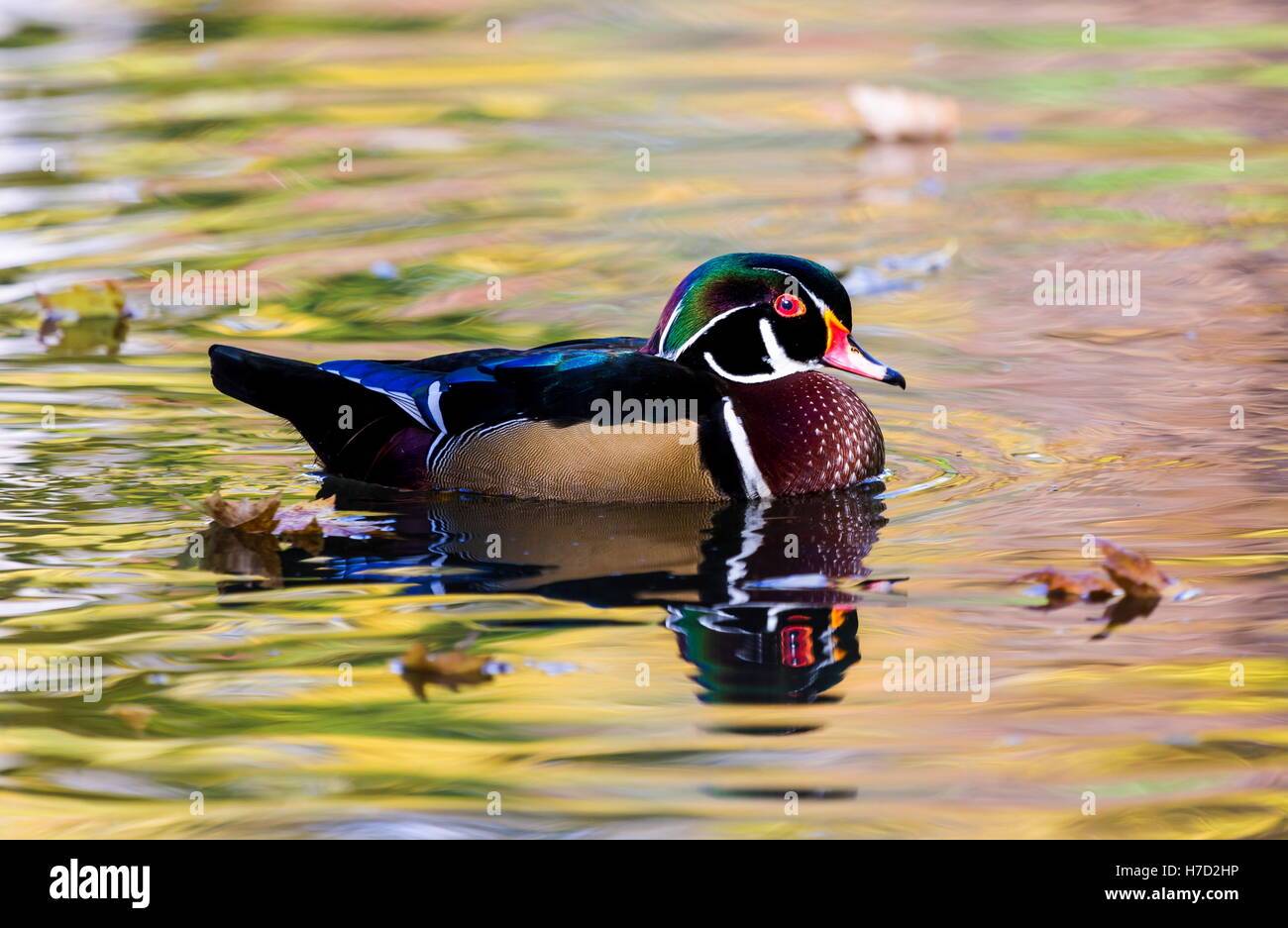 Wood duck male or Carolina duck is a species of perching duck found in ...