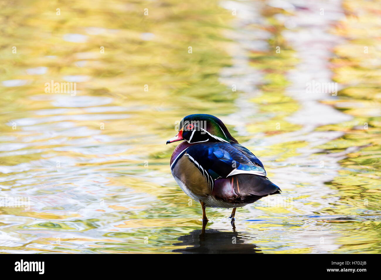 Wood duck male or Carolina duck is a species of perching duck found in ...