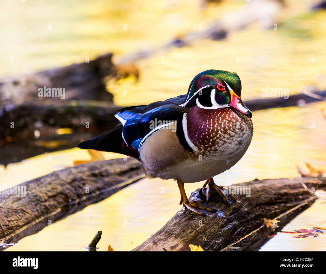 Wood duck male or Carolina duck is a species of perching duck found in ...