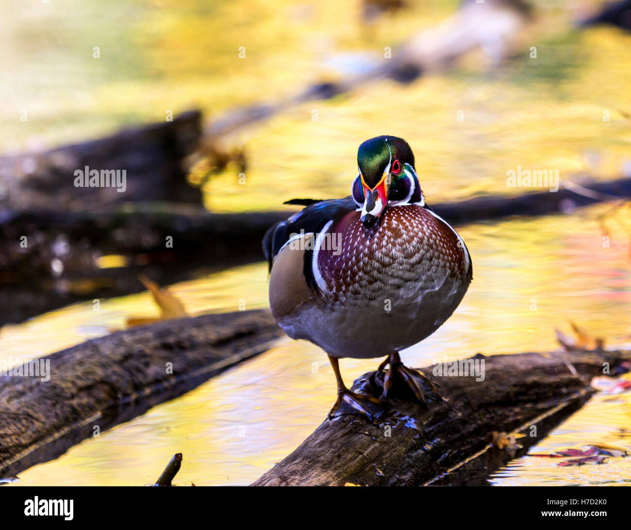 Wood duck male or Carolina duck is a species of perching duck found in ...
