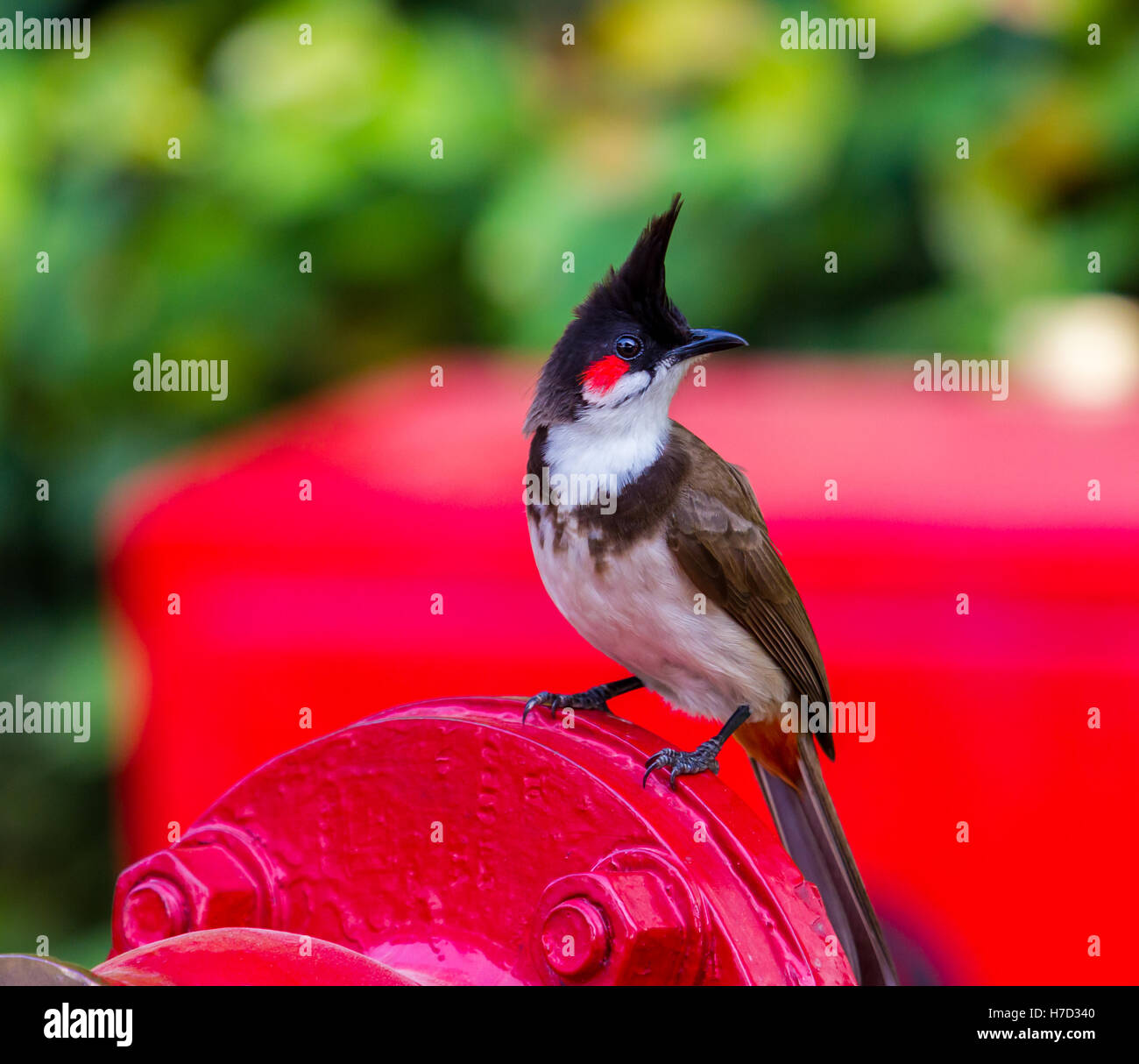 The red-whiskered bulbul is a passerine bird found in Asia. It is a ...
