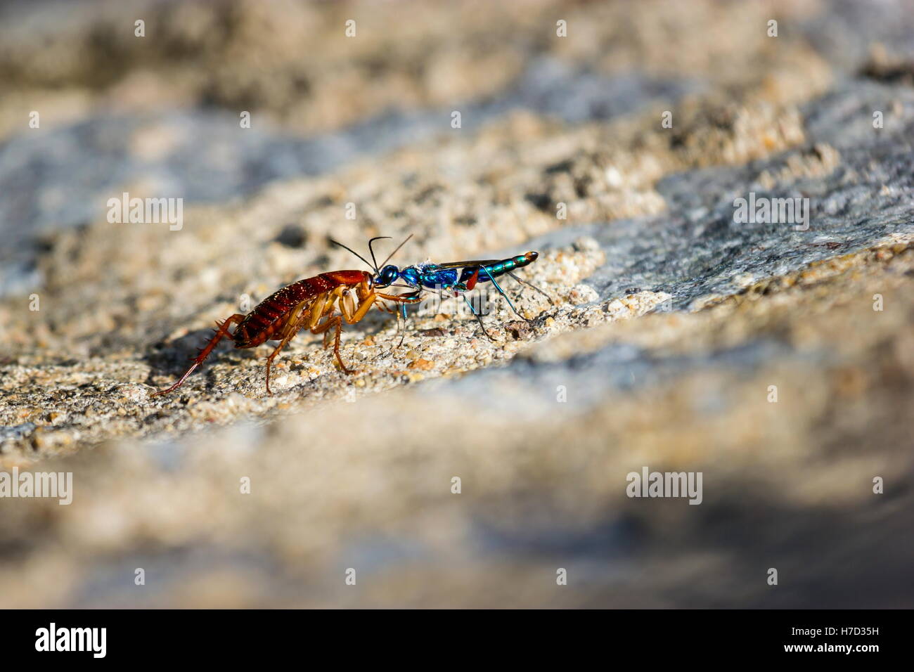 The emerald cockroach wasp or jewel wasp is a solitary wasp. It is ...