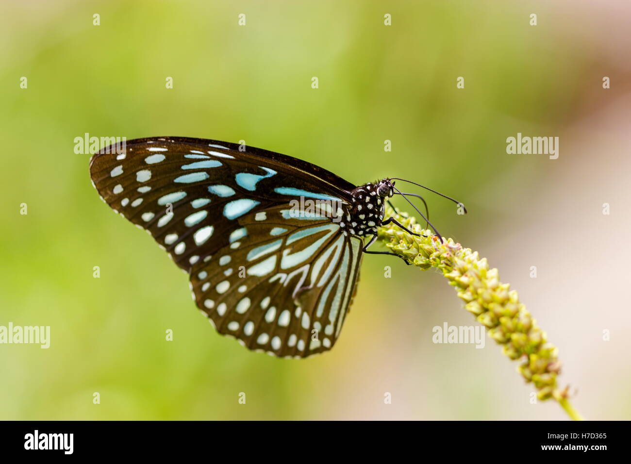 The Blue Tiger is a butterfly found in India, that is, the danaid group ...