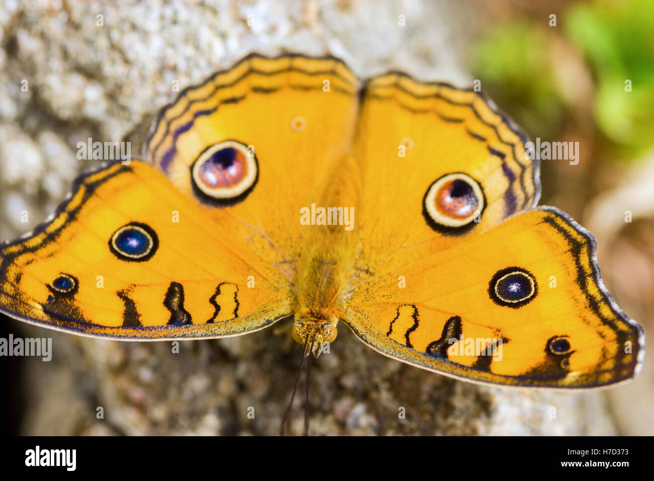 Junonia almanac butterfly is distributed from India and Sri Lanka to ...