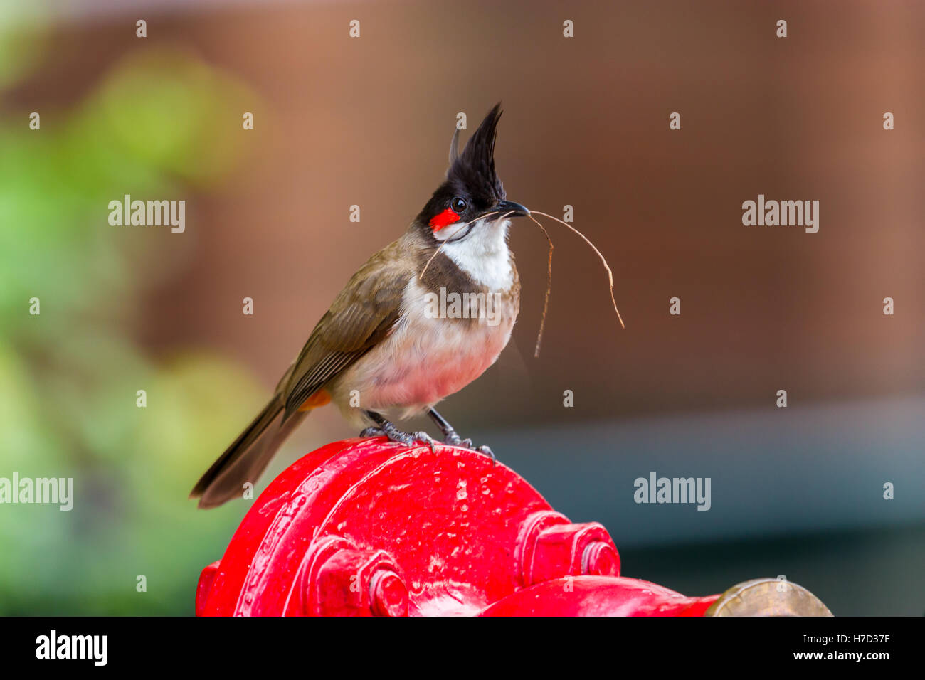Bulbul symbol hi-res stock photography and images - Alamy