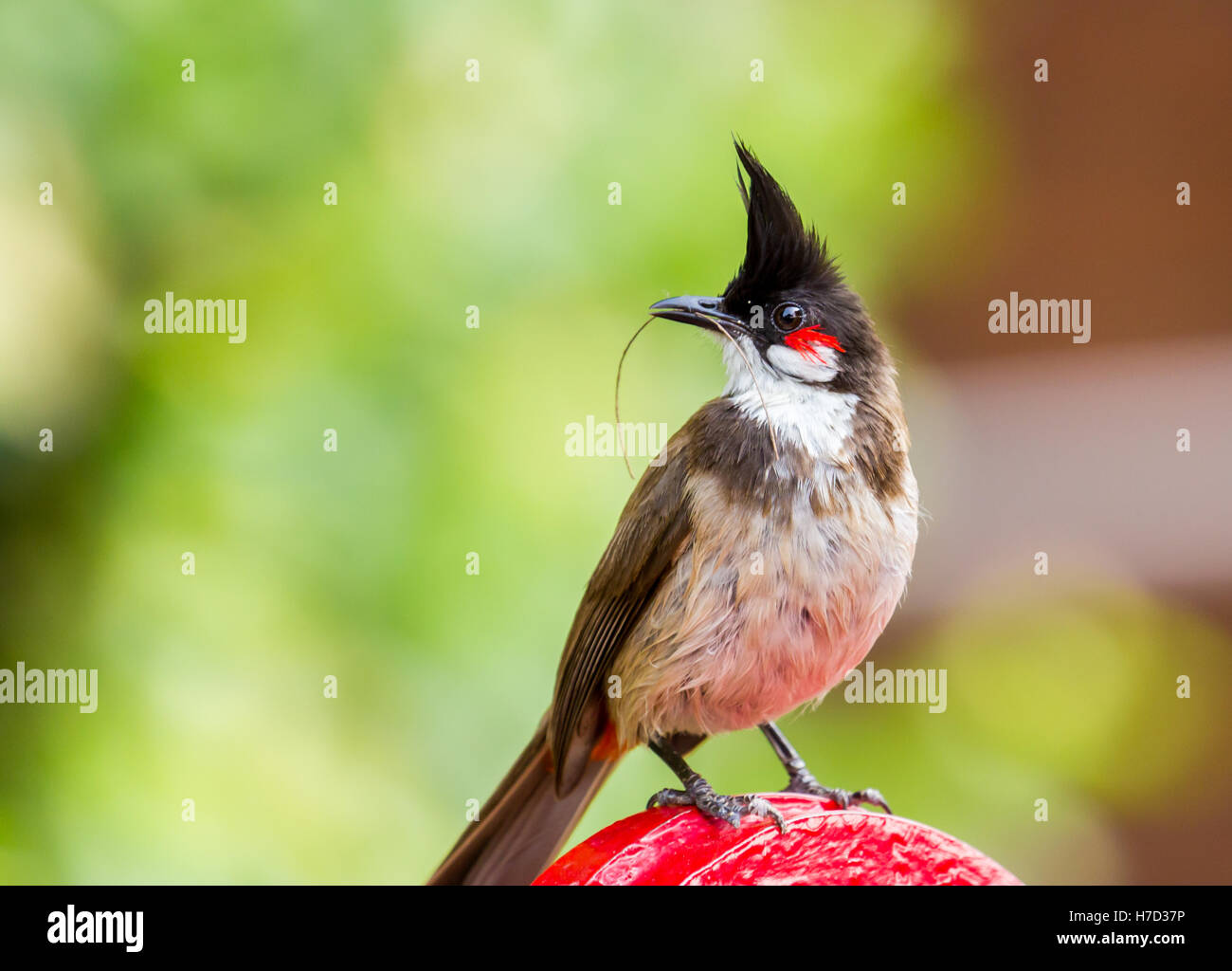 Bulbul symbol hi-res stock photography and images - Alamy