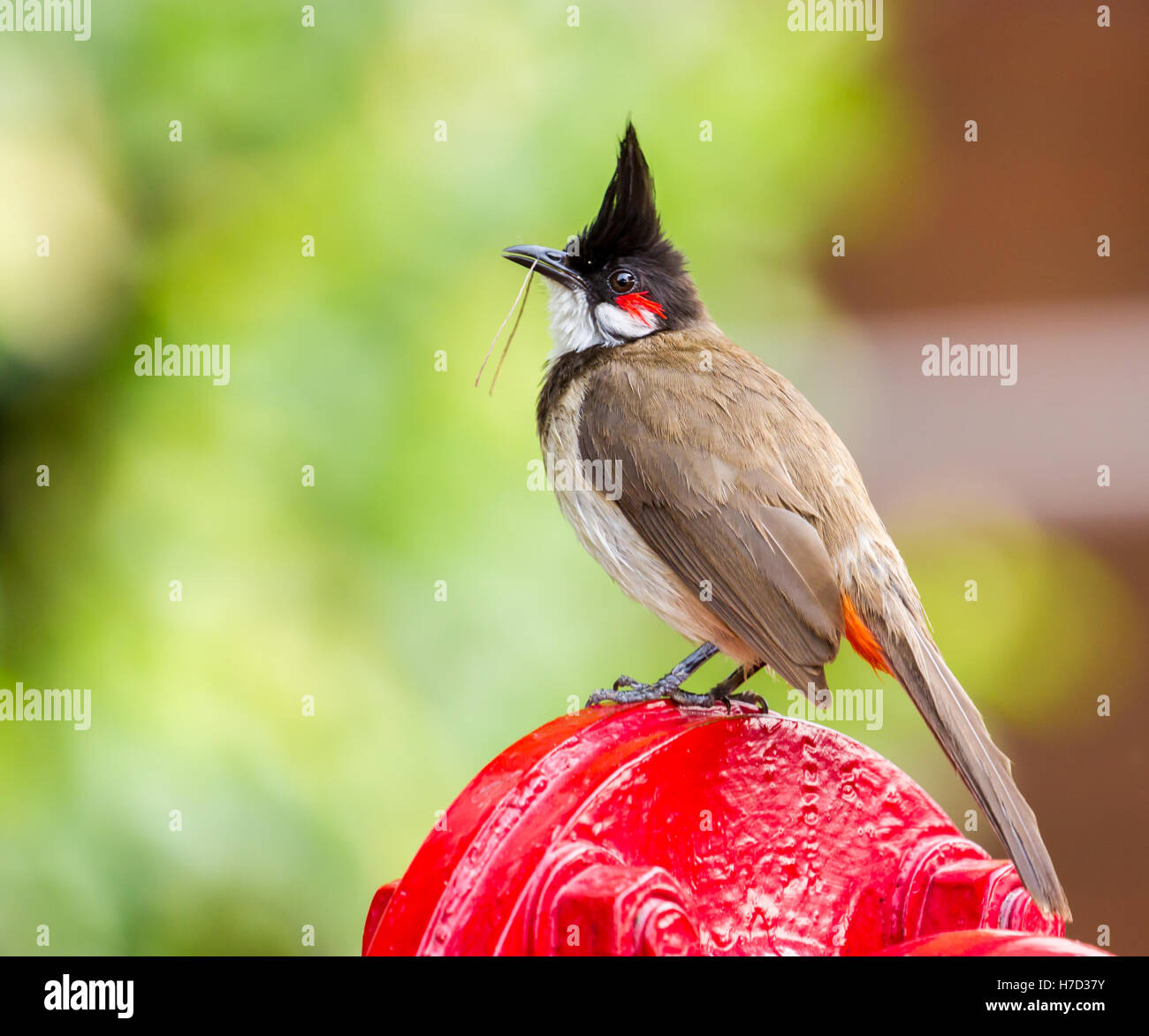 The red-whiskered bulbul is a passerine bird found in Asia. It is a ...