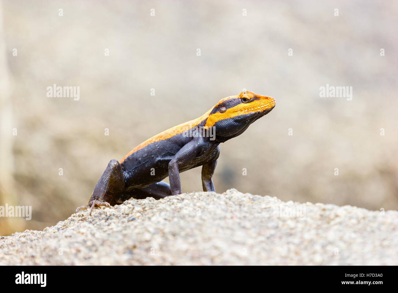 The Peninsular rock agama or South Indian rock agama. This species of ...