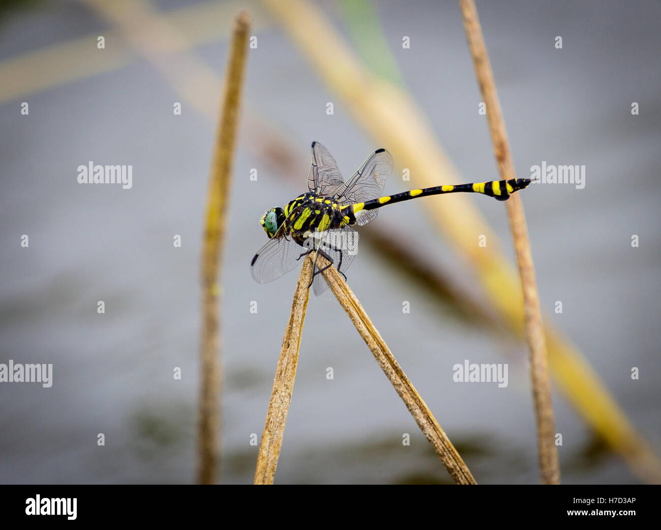 The golden-ringed dragonfly is a striking specimen with an elongated ...
