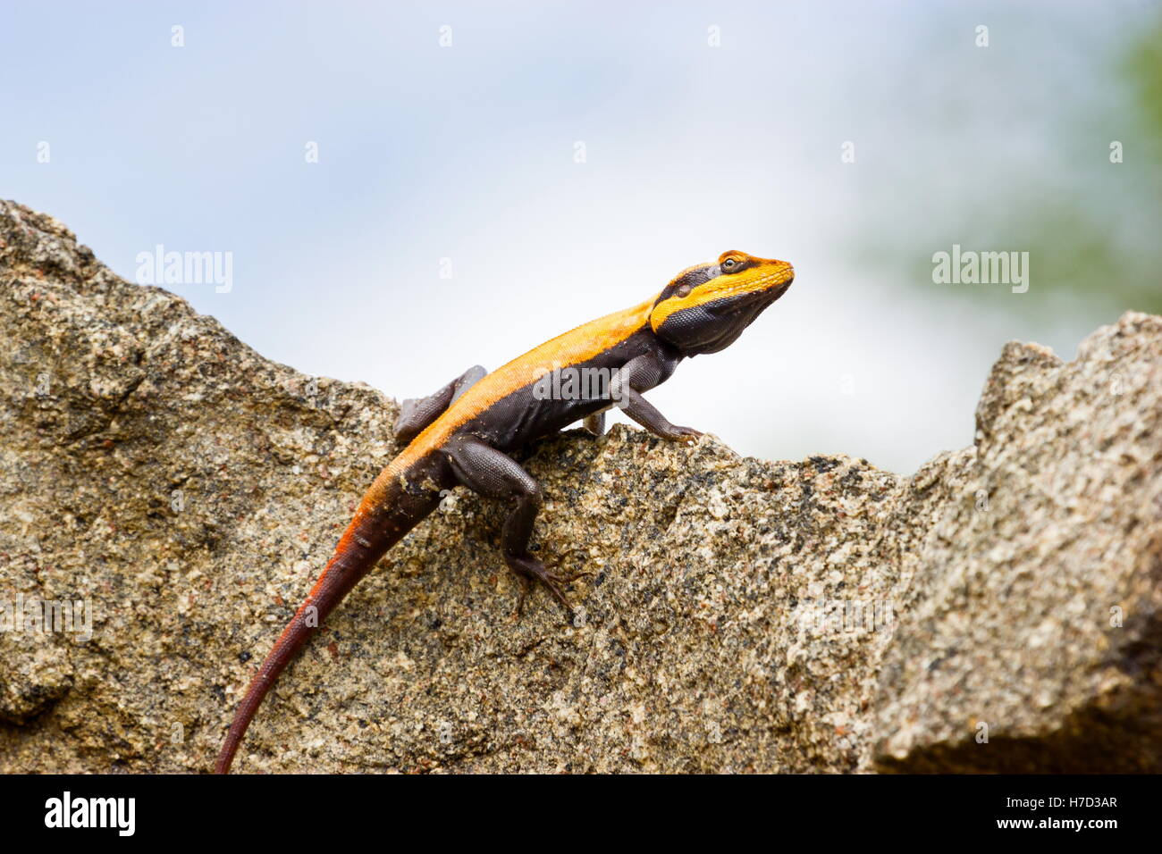 The Peninsular rock agama or South Indian rock agama. This species of ...