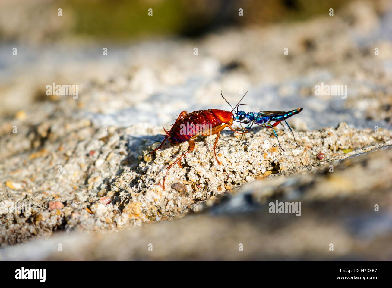 The emerald cockroach wasp or jewel wasp is a solitary wasp. It is ...