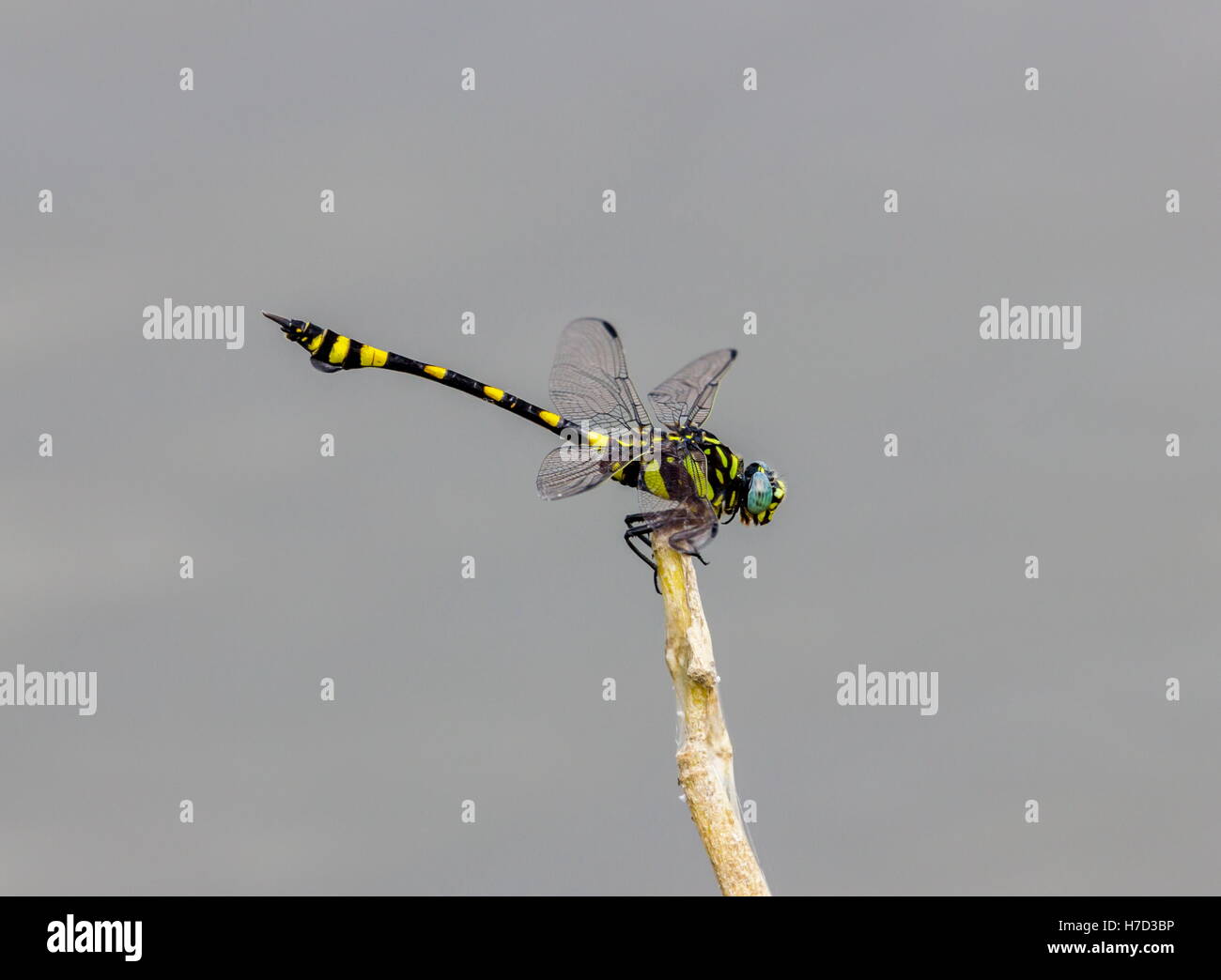 The golden-ringed dragonfly is a striking specimen with an elongated ...