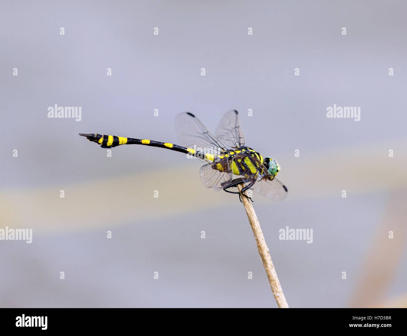 The golden-ringed dragonfly is a striking specimen with an elongated ...