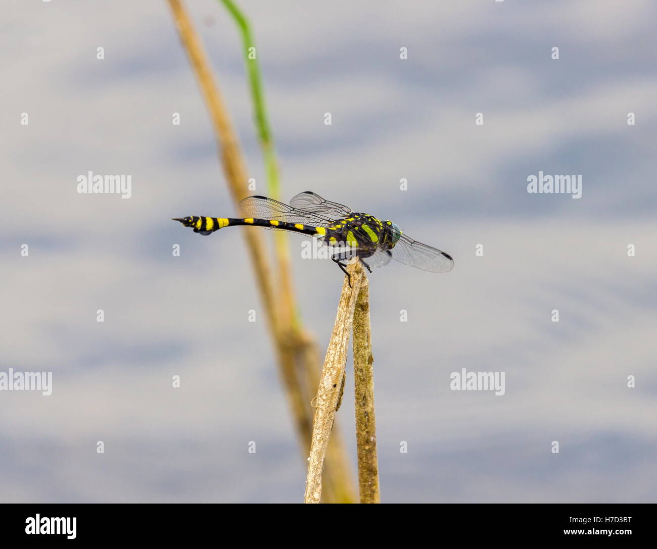 The golden-ringed dragonfly is a striking specimen with an elongated ...
