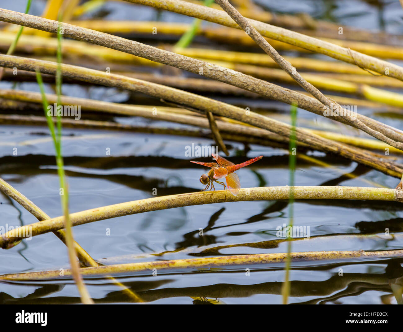 The golden-ringed dragonfly is a striking specimen with an elongated ...