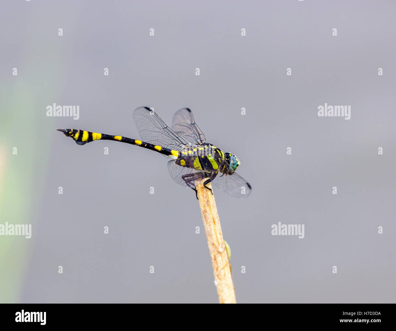 The golden-ringed dragonfly is a striking specimen with an elongated ...