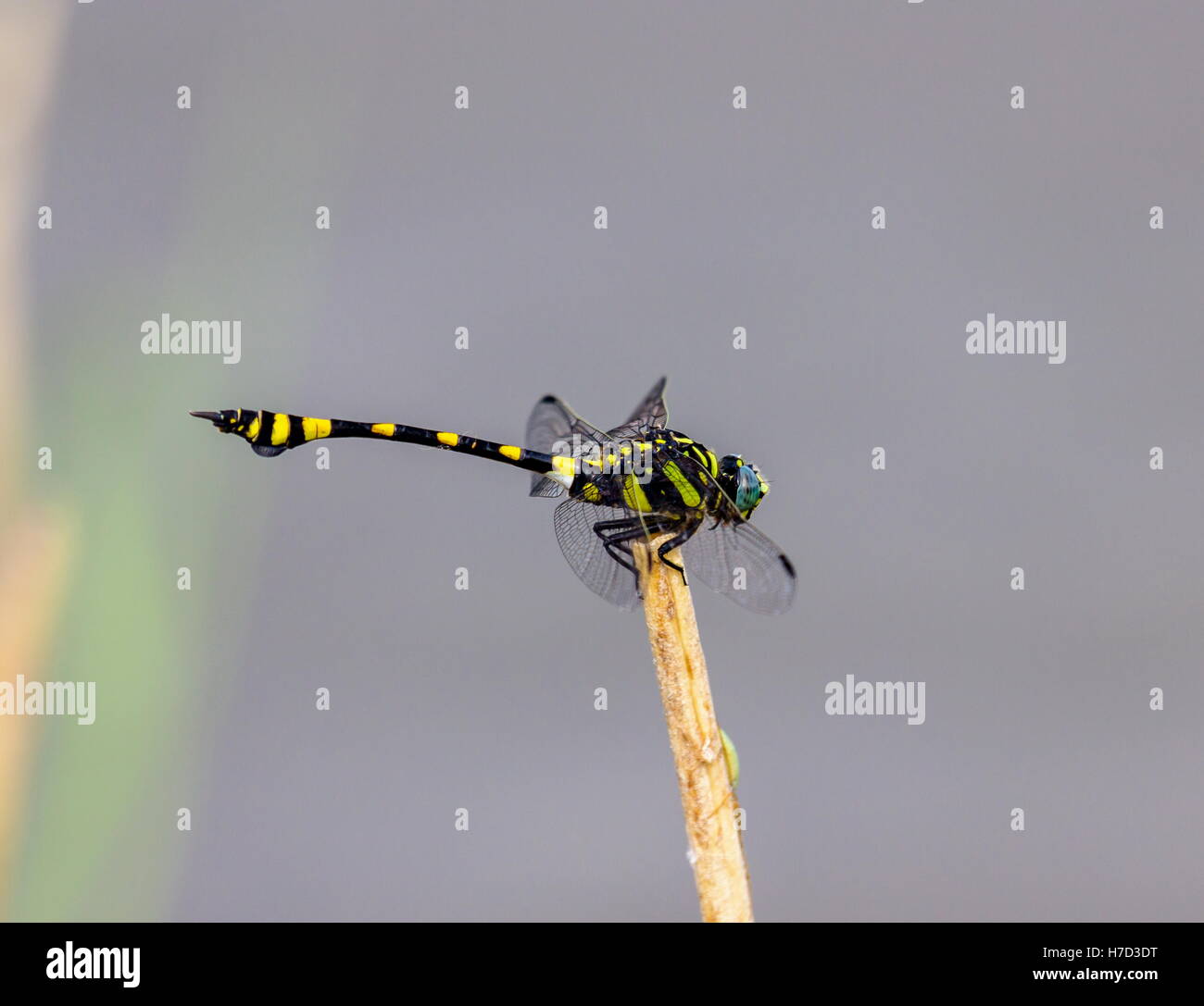 The golden-ringed dragonfly is a striking specimen with an elongated ...