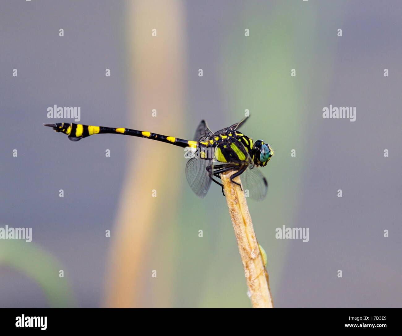 The golden-ringed dragonfly is a striking specimen with an elongated ...
