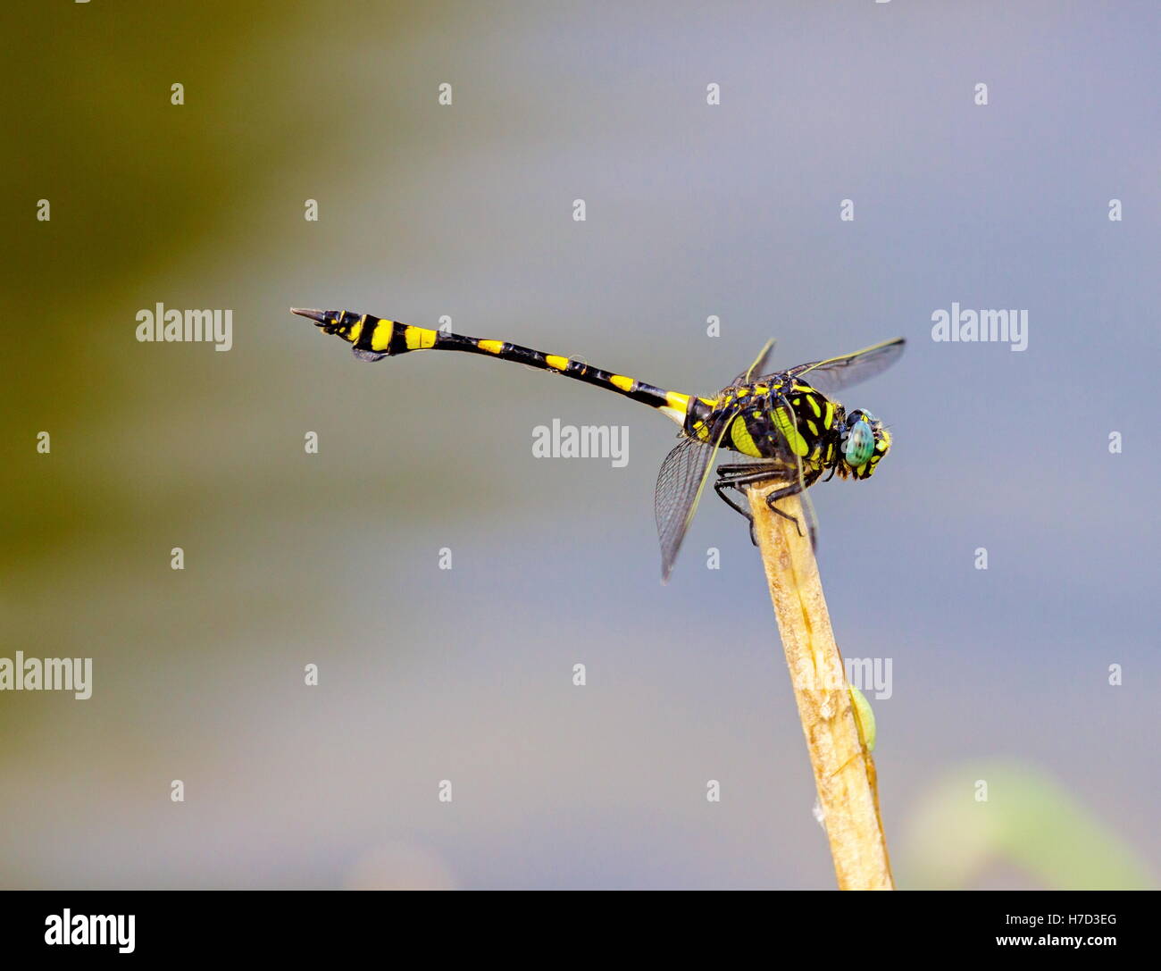 The golden-ringed dragonfly is a striking specimen with an elongated ...