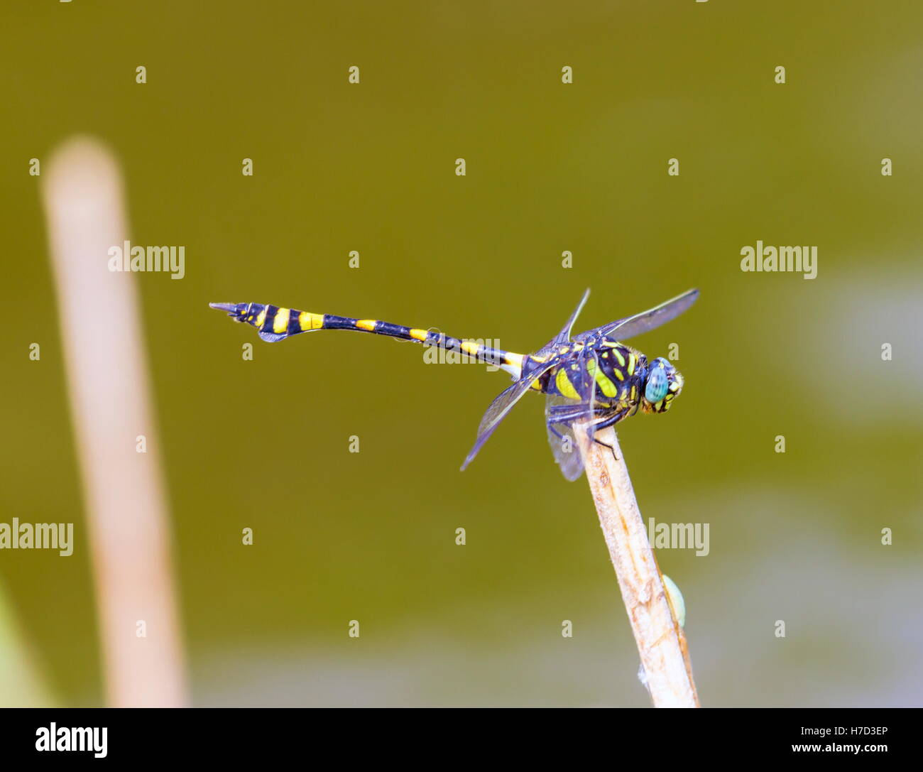 The golden-ringed dragonfly is a striking specimen with an elongated ...