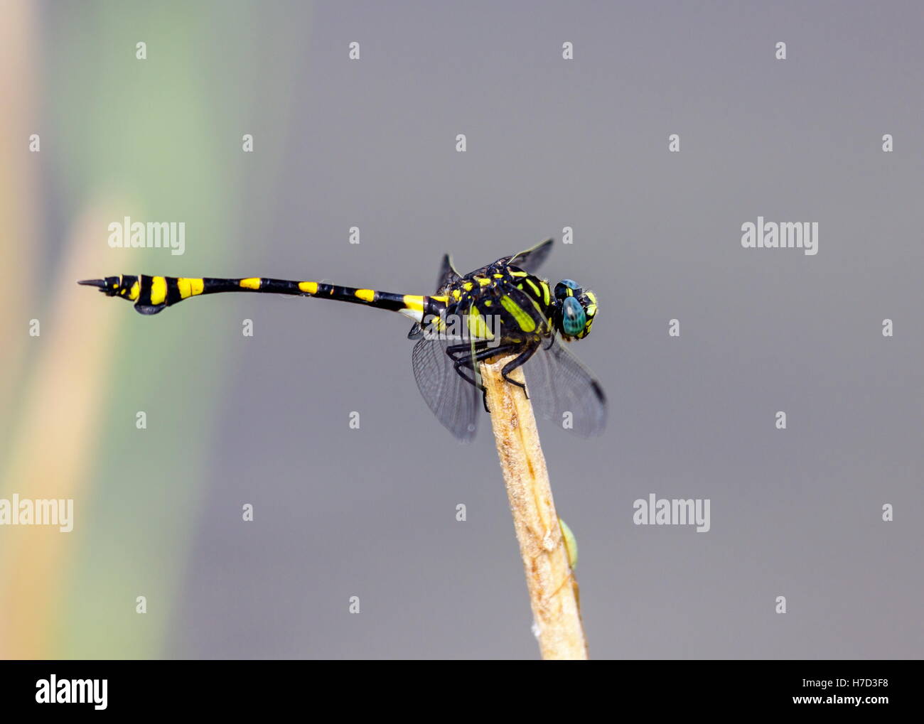 The golden-ringed dragonfly is a striking specimen with an elongated ...