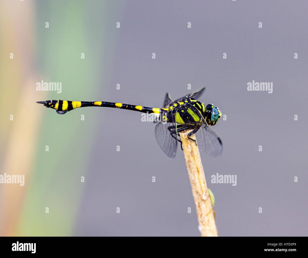 The golden-ringed dragonfly is a striking specimen with an elongated ...