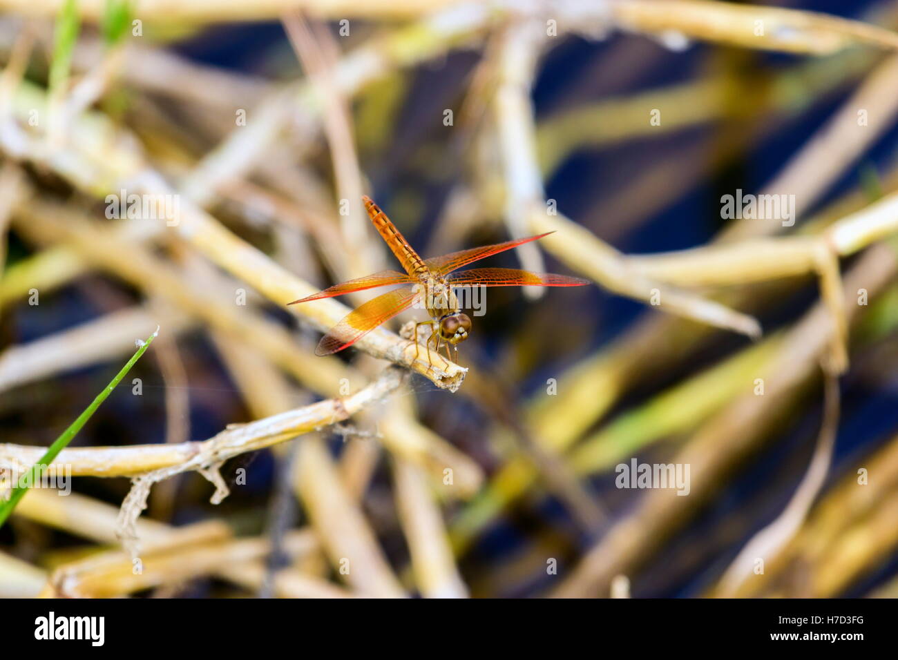 The golden-ringed dragonfly is a striking specimen with an elongated ...