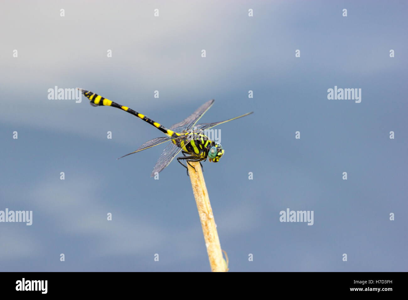 A dragonfly is an insect belonging to the order Odonata, suborder ...