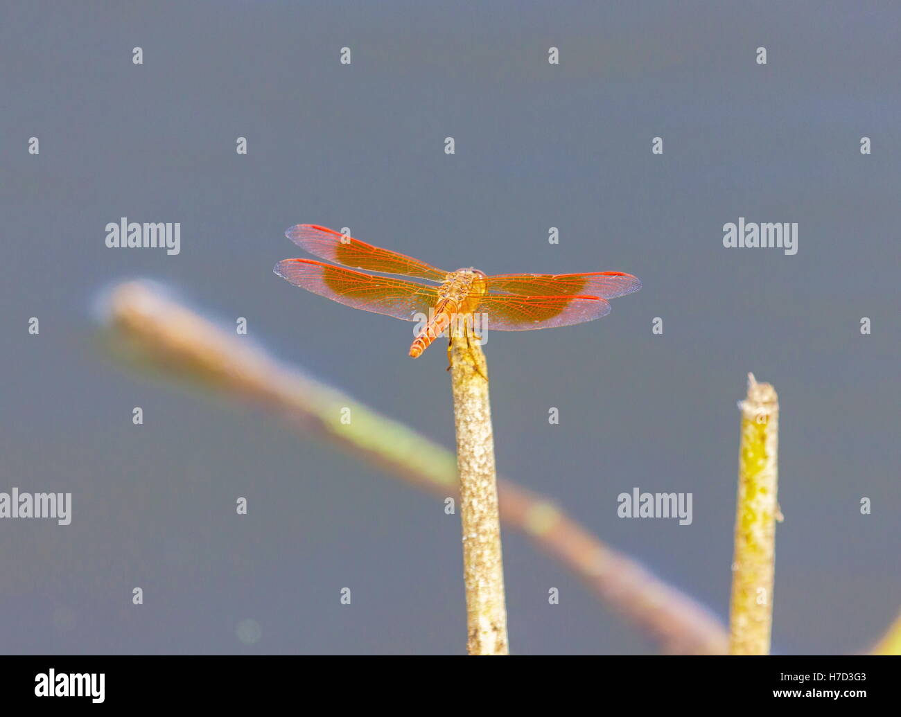 A dragonfly is an insect belonging to the order Odonata, suborder ...