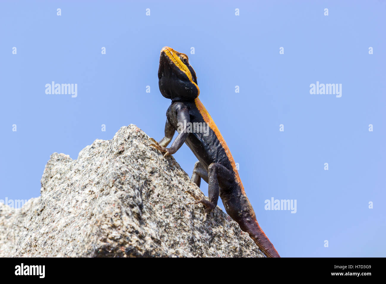Common lizard of india hi-res stock photography and images - Alamy