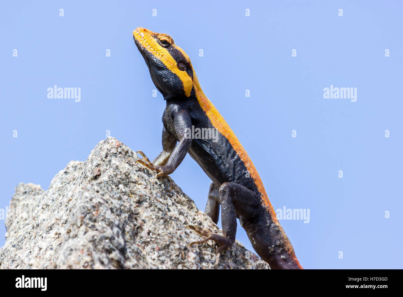 The Peninsular rock agama or South Indian rock agama. This species of ...