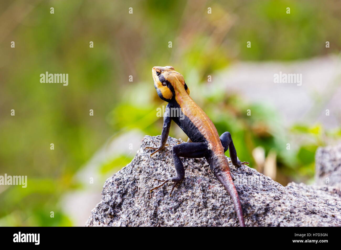 The Peninsular rock agama or South Indian rock agama. This species of ...