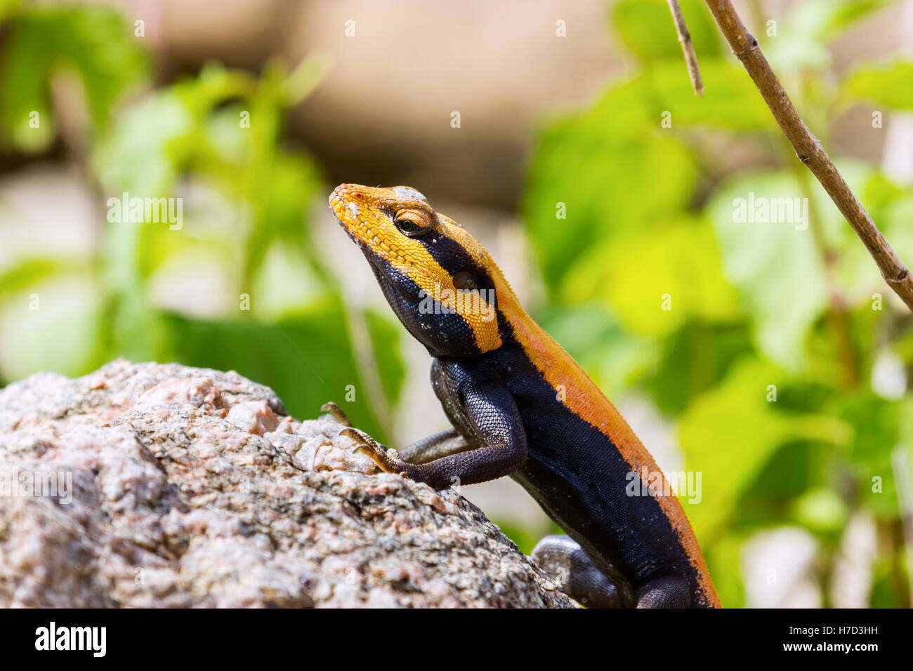 The Peninsular rock agama or South Indian rock agama. This species of ...