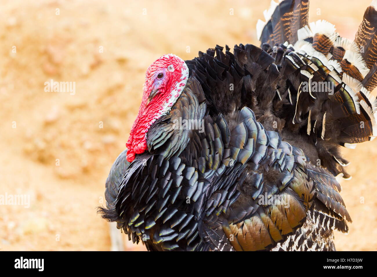 The turkey is a large bird , which is native to the Americas. One ...