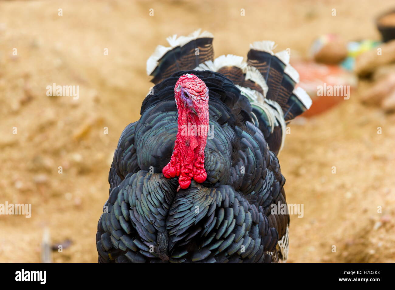 The turkey is a large bird , which is native to the Americas. One ...
