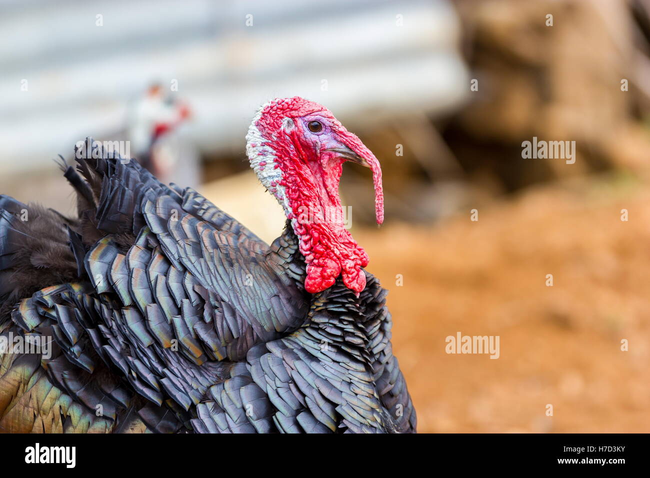 The turkey is a large bird , which is native to the Americas. One ...