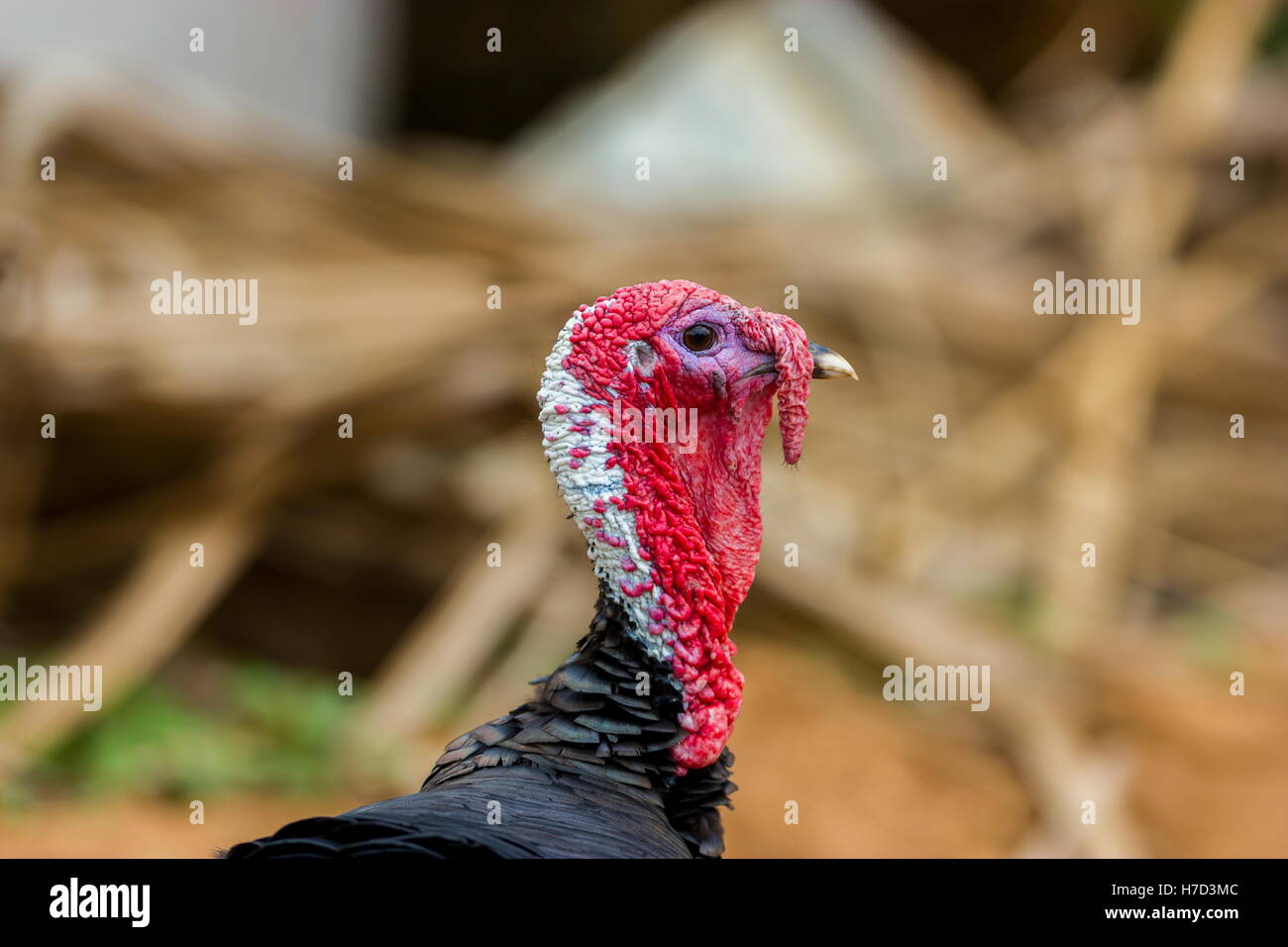 The turkey is a large bird , which is native to the Americas. One ...