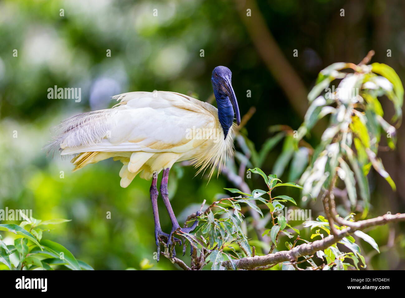 The black-headed ibis or Oriental white ibis is species of wading bird ...