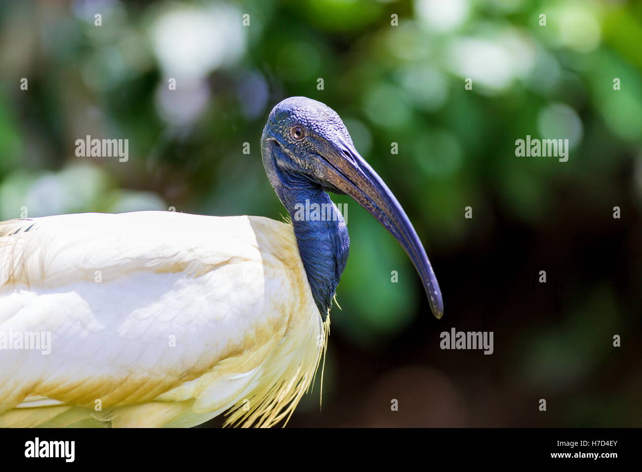 The black-headed ibis or Oriental white ibis is species of wading bird ...