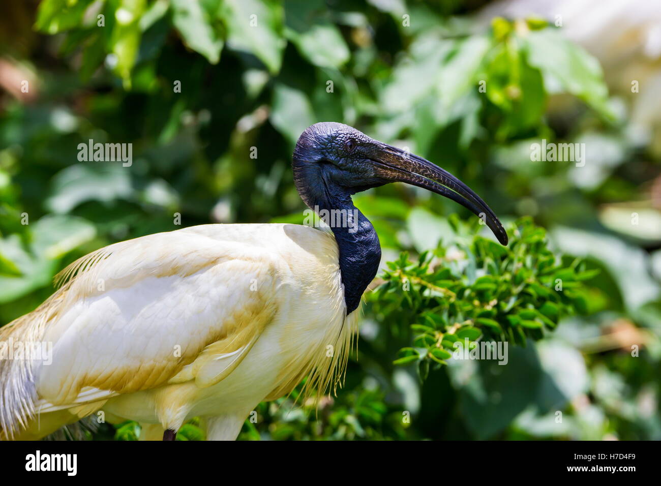 The black-headed ibis or Oriental white ibis is species of wading bird ...