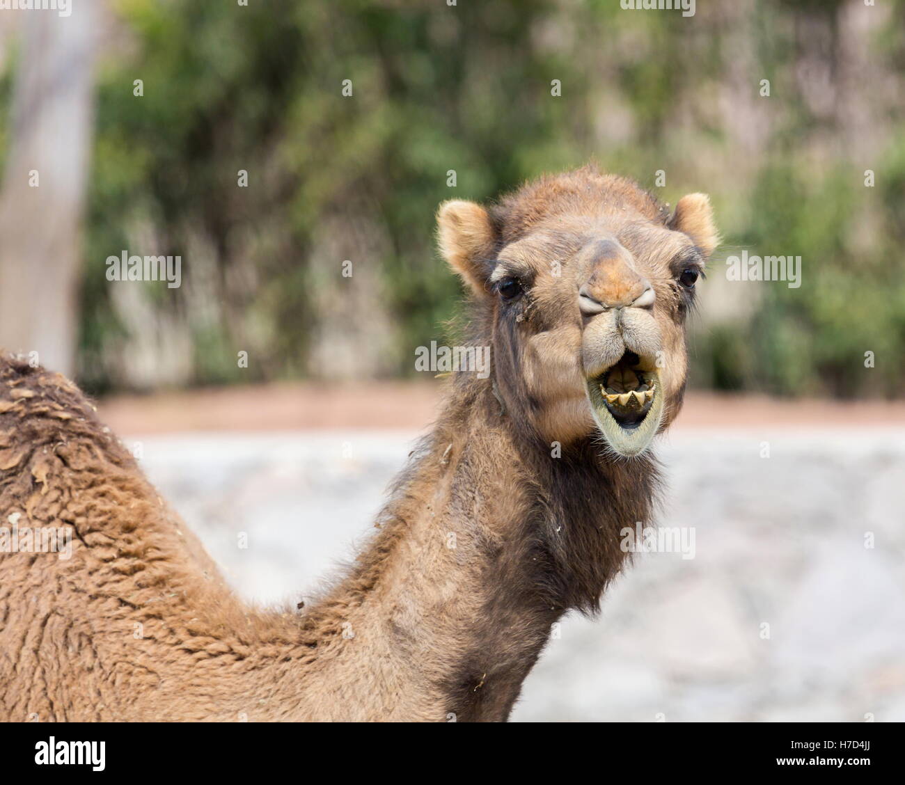 The ancient camel question is: One hump or two? Arabian camels, also ...
