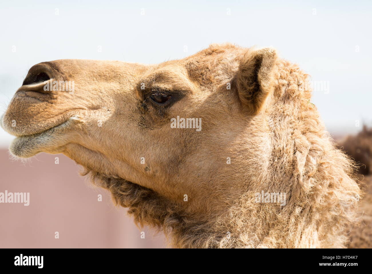 The ancient camel question is: One hump or two? Arabian camels, also ...