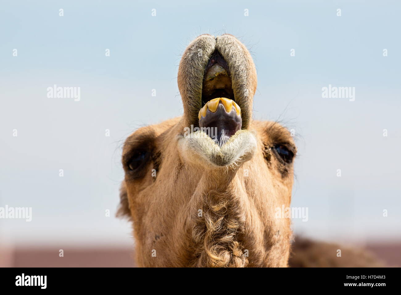 The ancient camel question is: One hump or two? Arabian camels, also ...