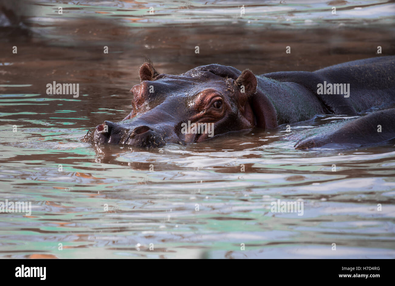 The common hippopotamus, or hippo, is a large, mostly herbivorous ...