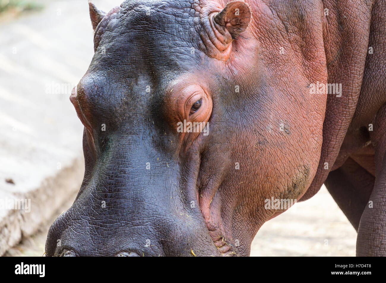 Macro hippopotamus hi-res stock photography and images - Alamy