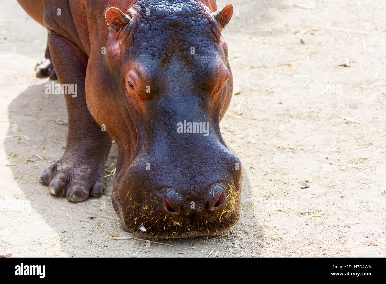 The common hippopotamus, or hippo, is a large, mostly herbivorous ...