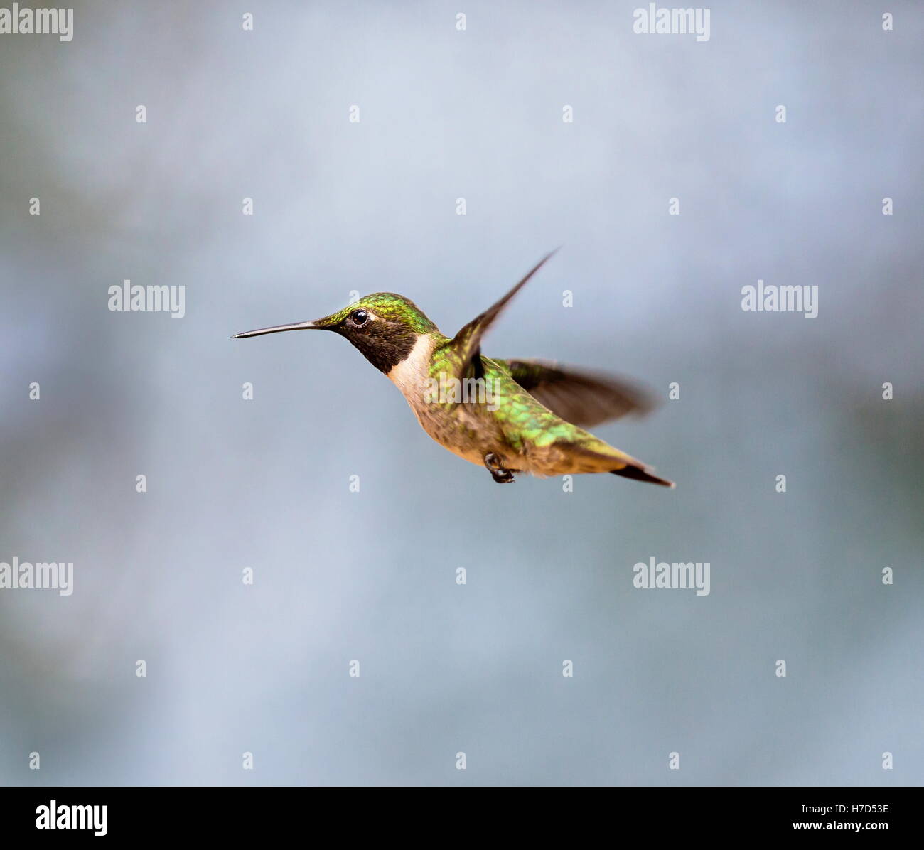 Ruby Throated Hummingbird, after its long migration from the south to ...