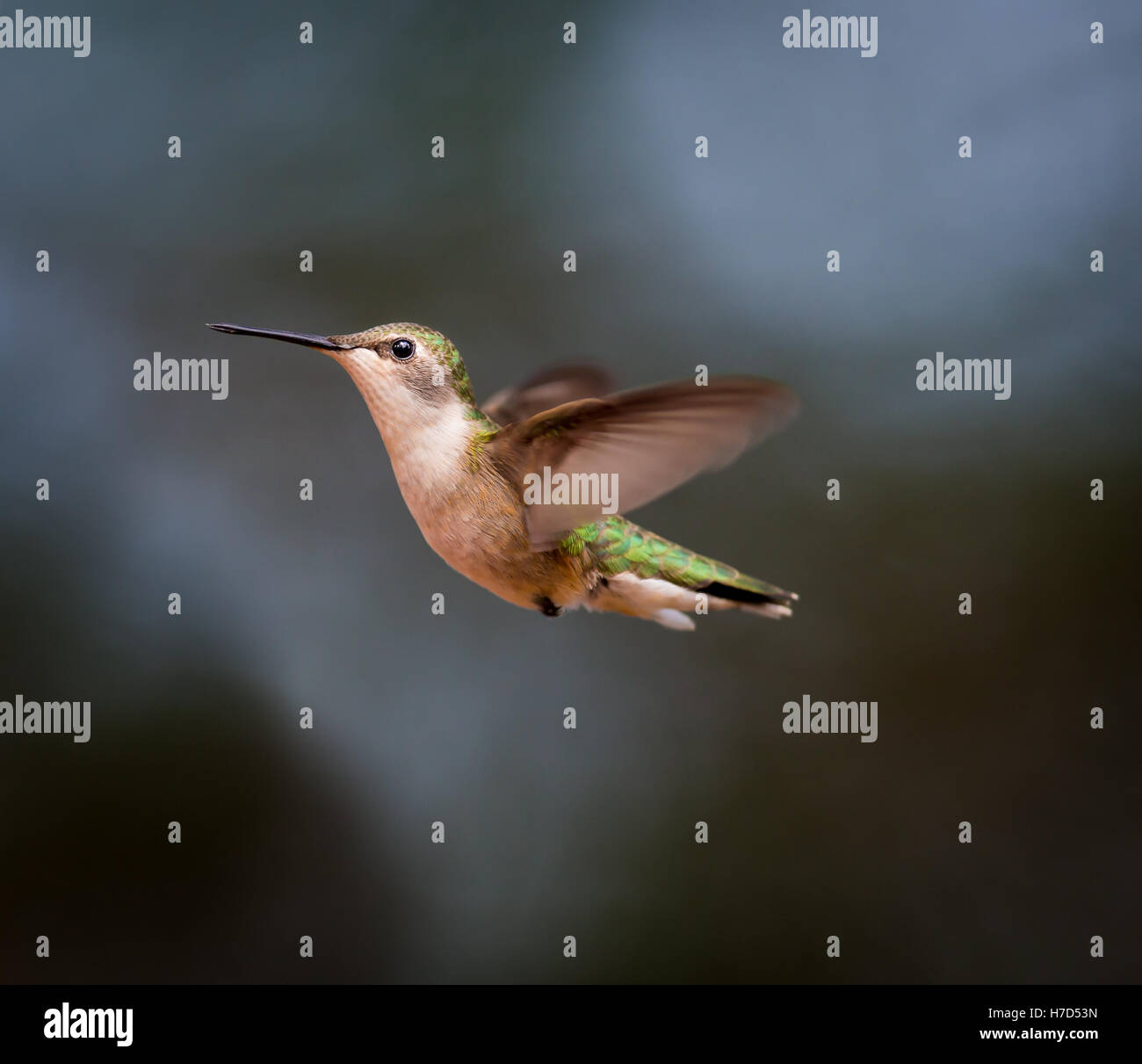 Ruby Throated Hummingbird, after its long migration from the south to ...